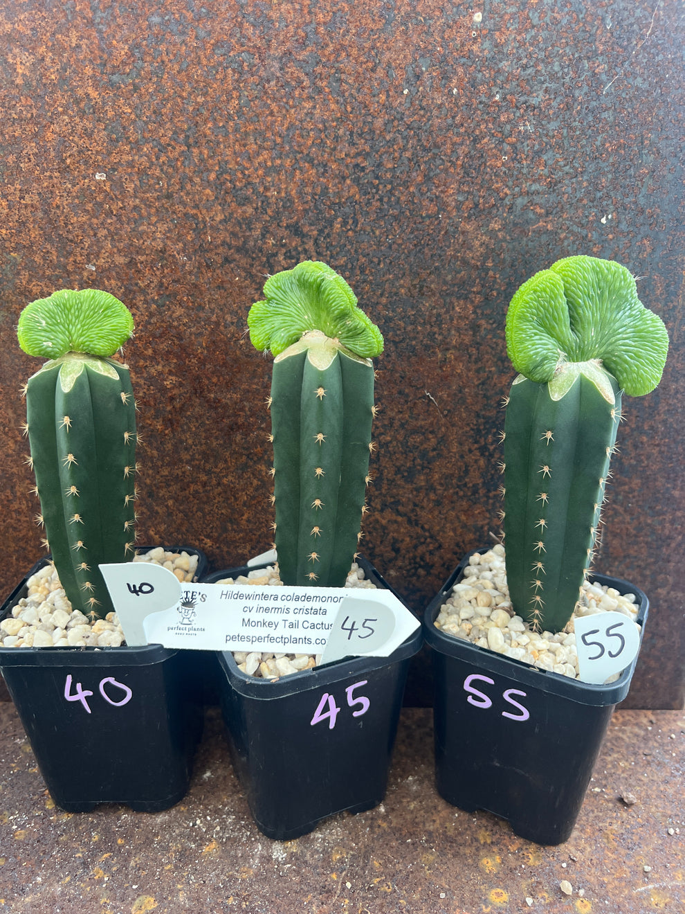 Hildewintera colademononis cv inermis cristata ‘spineless, crested mon ...