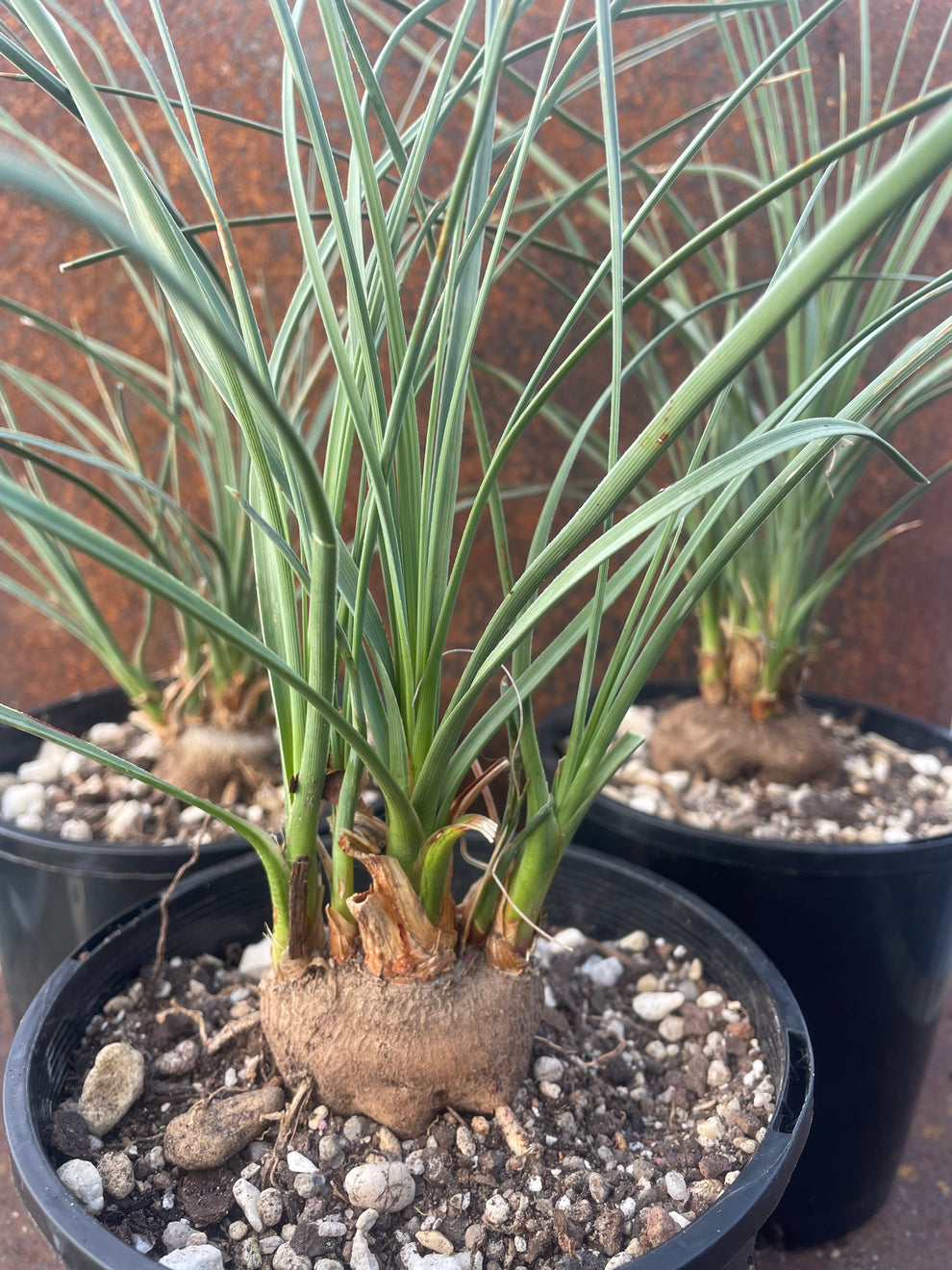 Calibanus hookeri – Pete’s Perfect Plants