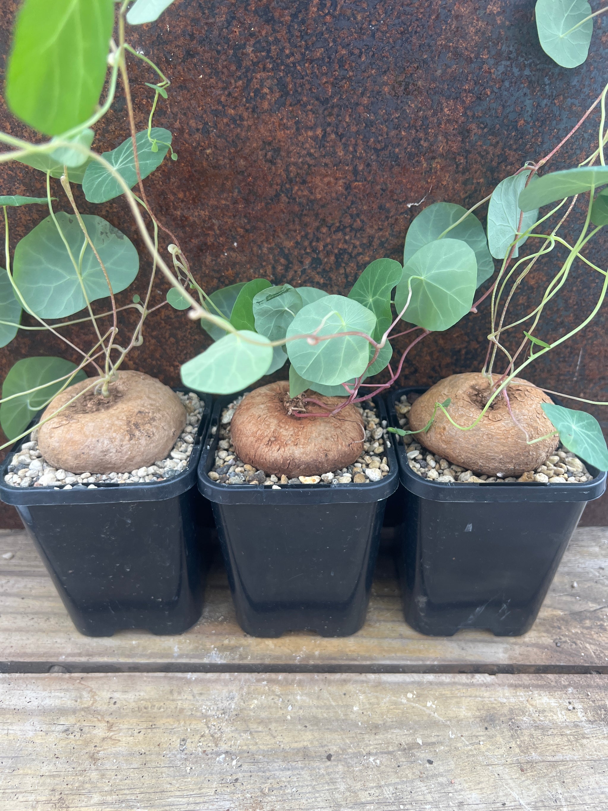 Stephania erecta – Pete’s Perfect Plants