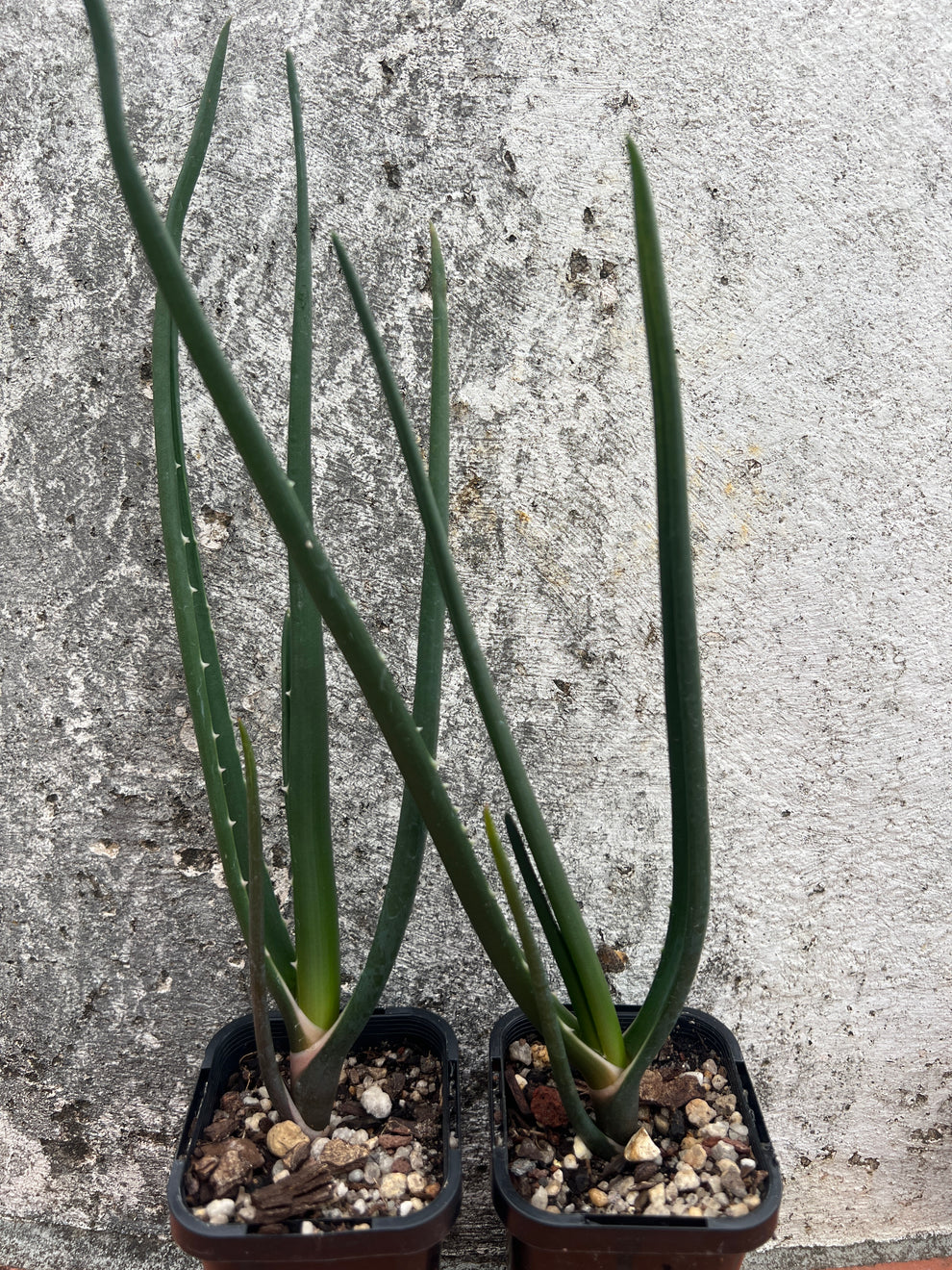Aloe barberae 'Tree Aloe' – Pete’s Perfect Plants