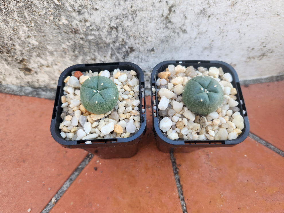 Lophophora Pentagona – Pete’s Perfect Plants