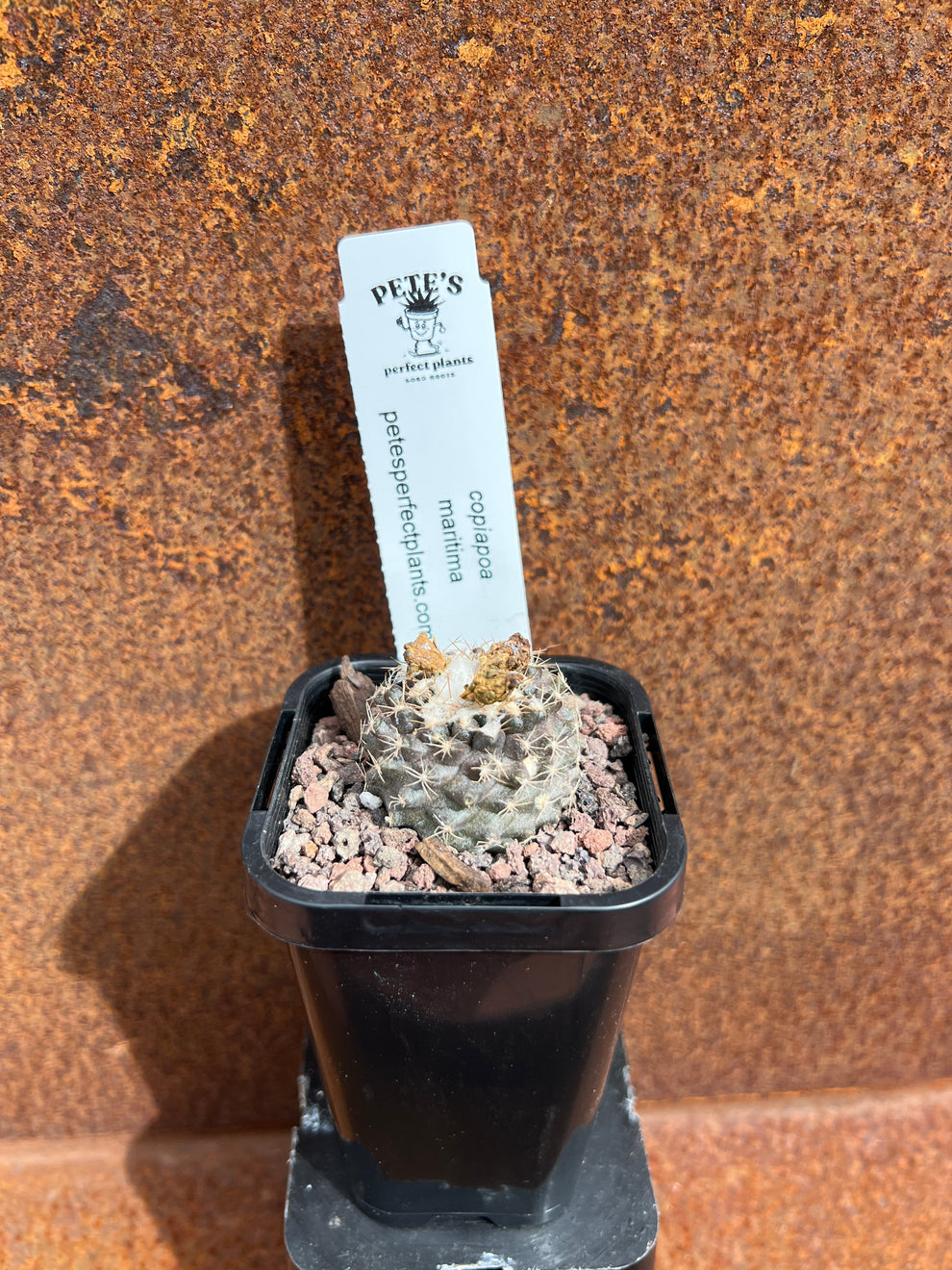 Copiapoa maritima – Pete’s Perfect Plants