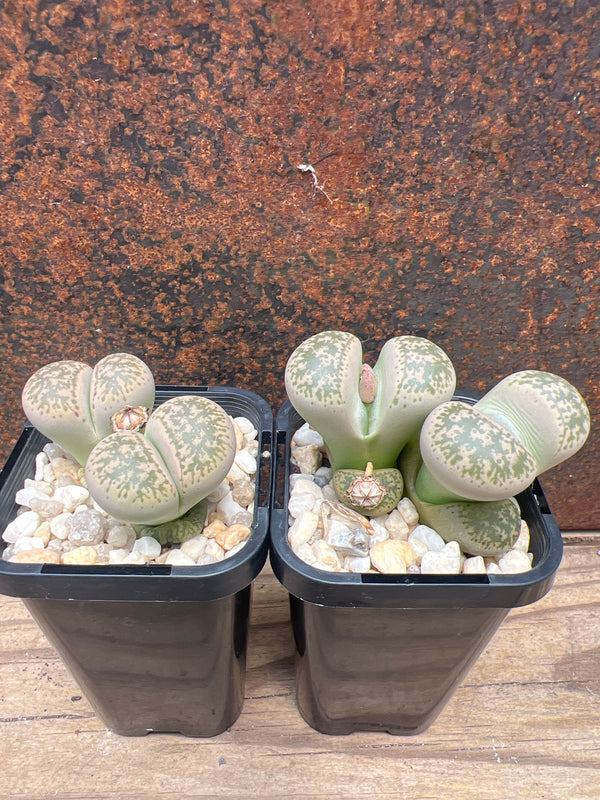 Lithops gesinae var. annae – Pete’s Perfect Plants