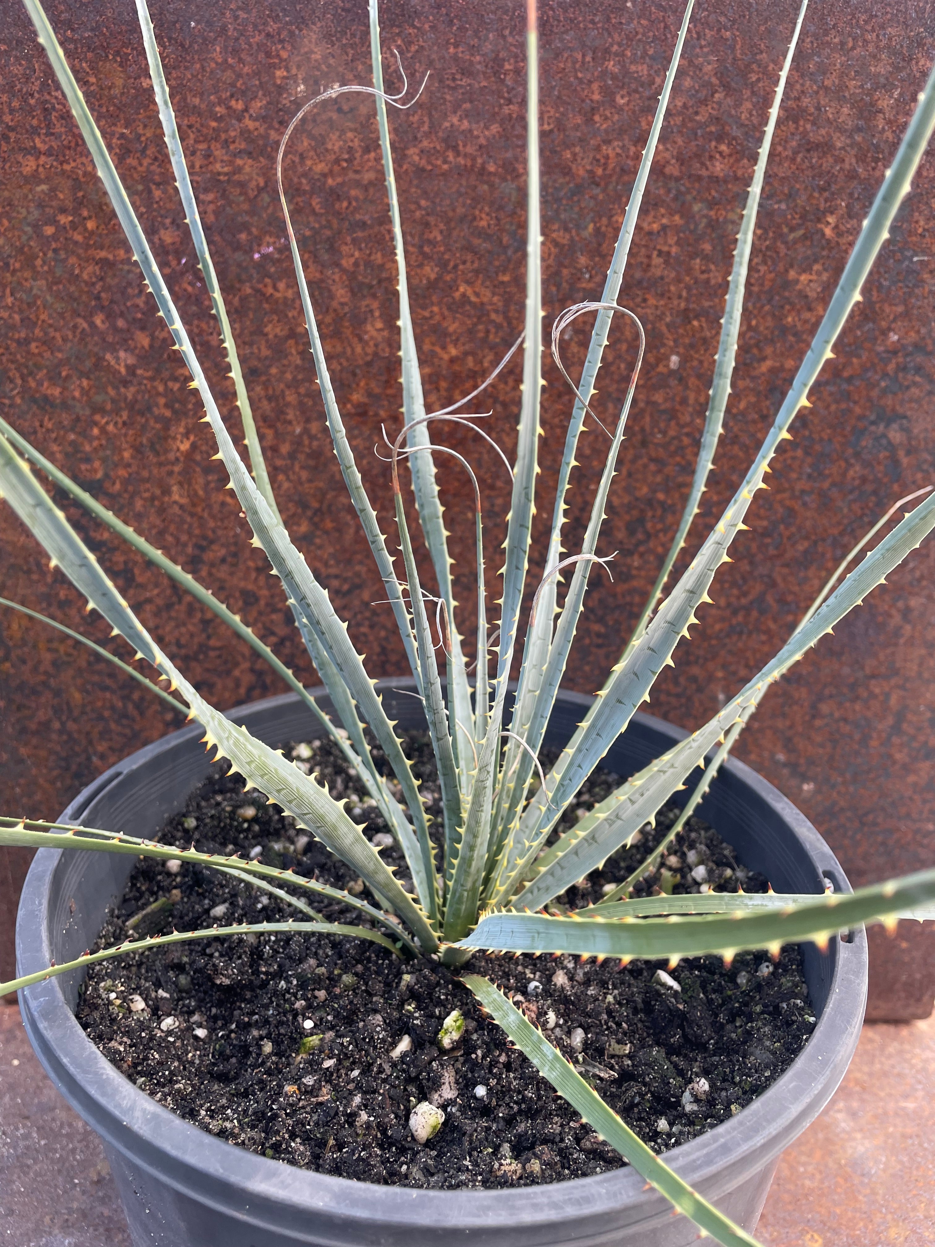 Dasylirion wheeleri – Pete’s Perfect Plants
