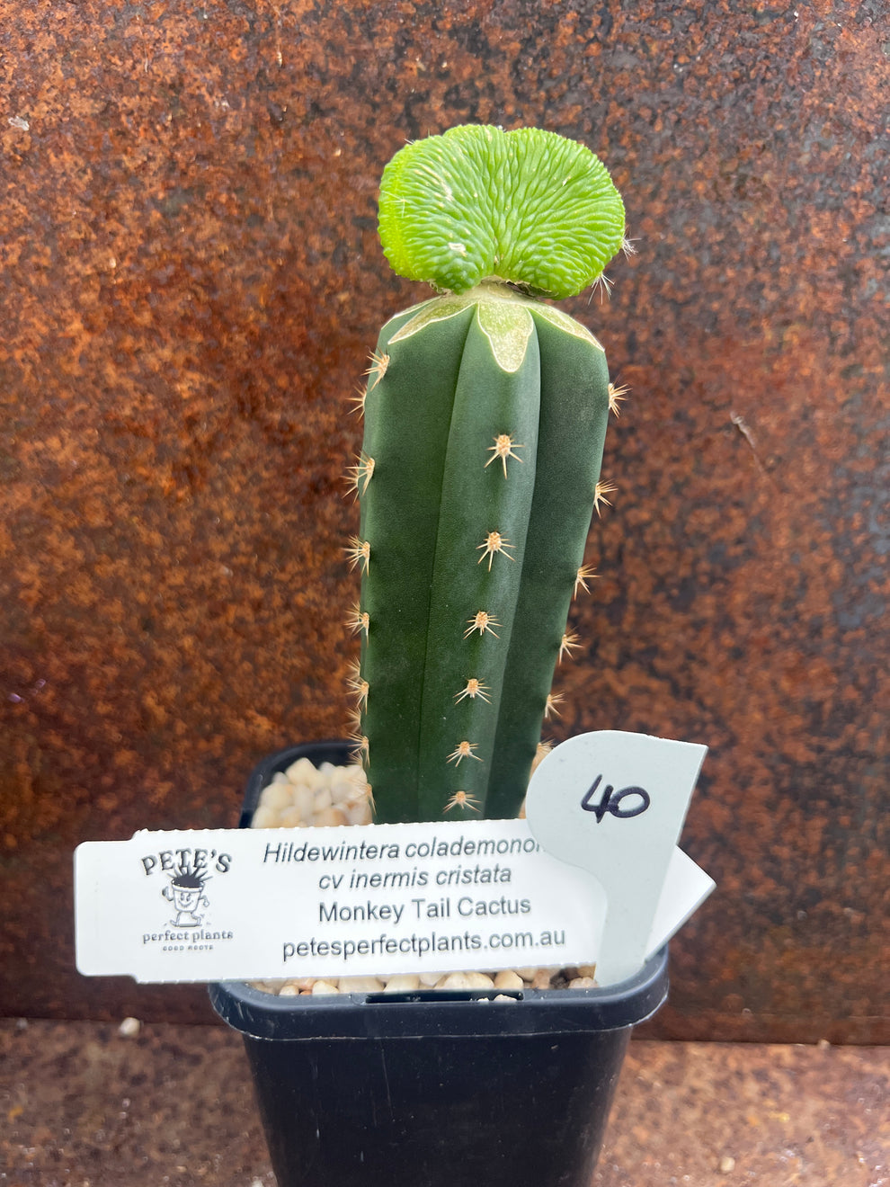 Hildewintera colademononis cv inermis cristata ‘spineless, crested mon ...