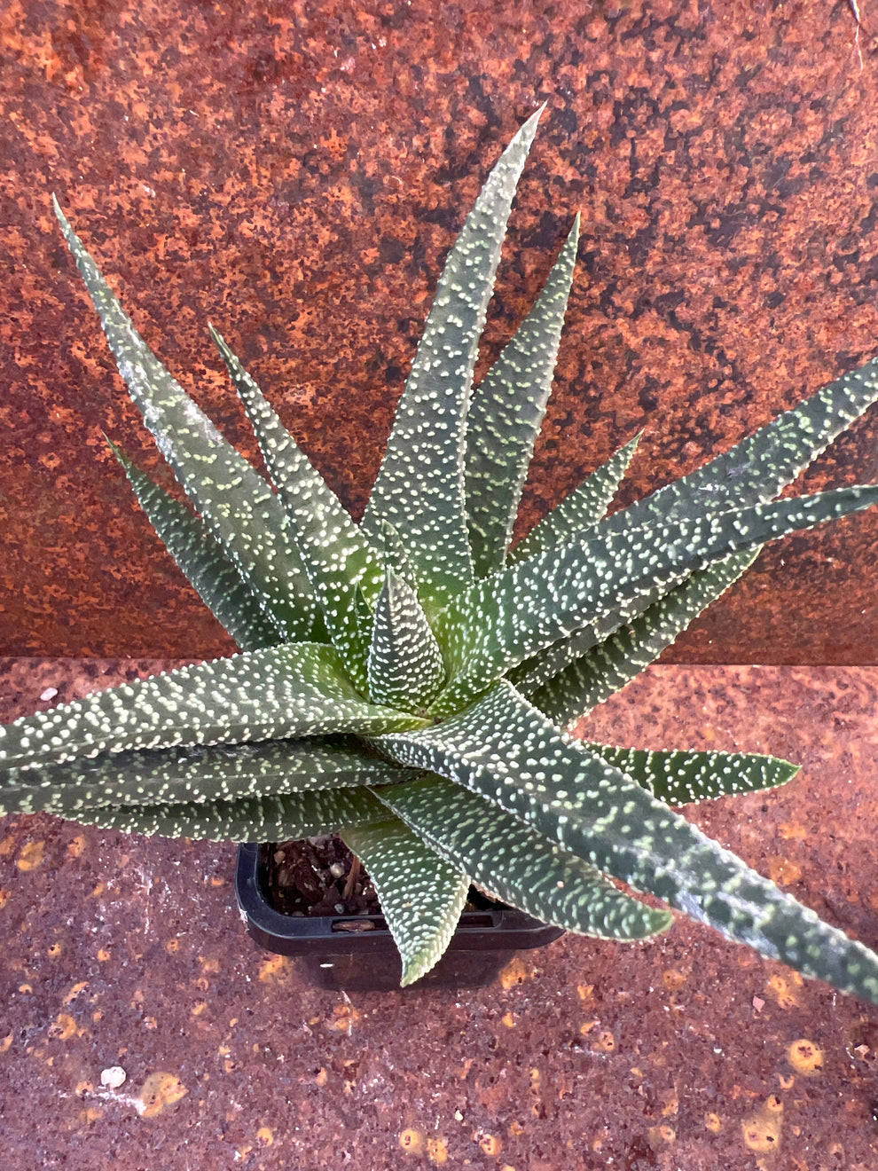 Gasteraloe 'Royal Highness' – Pete’s Perfect Plants