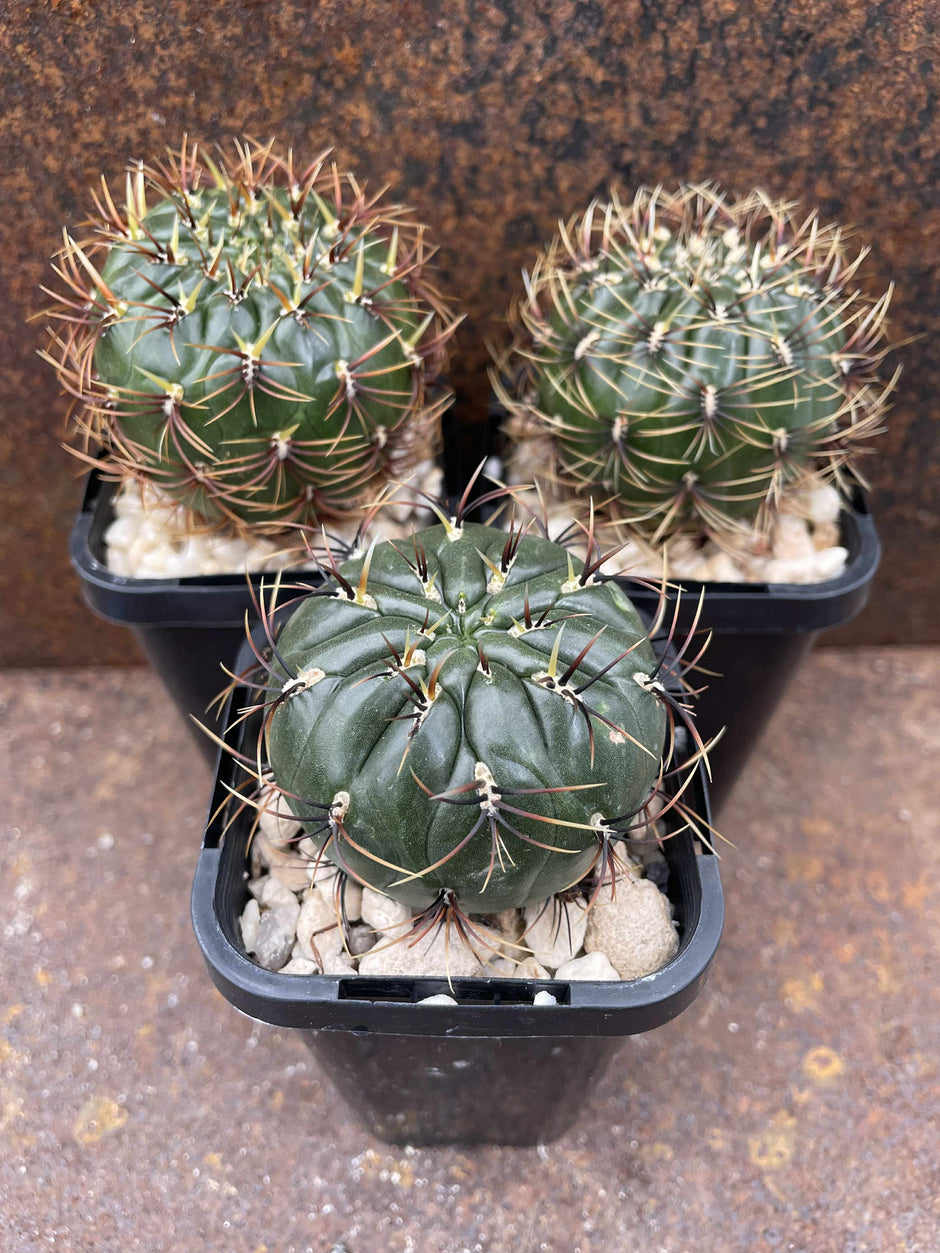 Matucana – Pete’s Perfect Plants