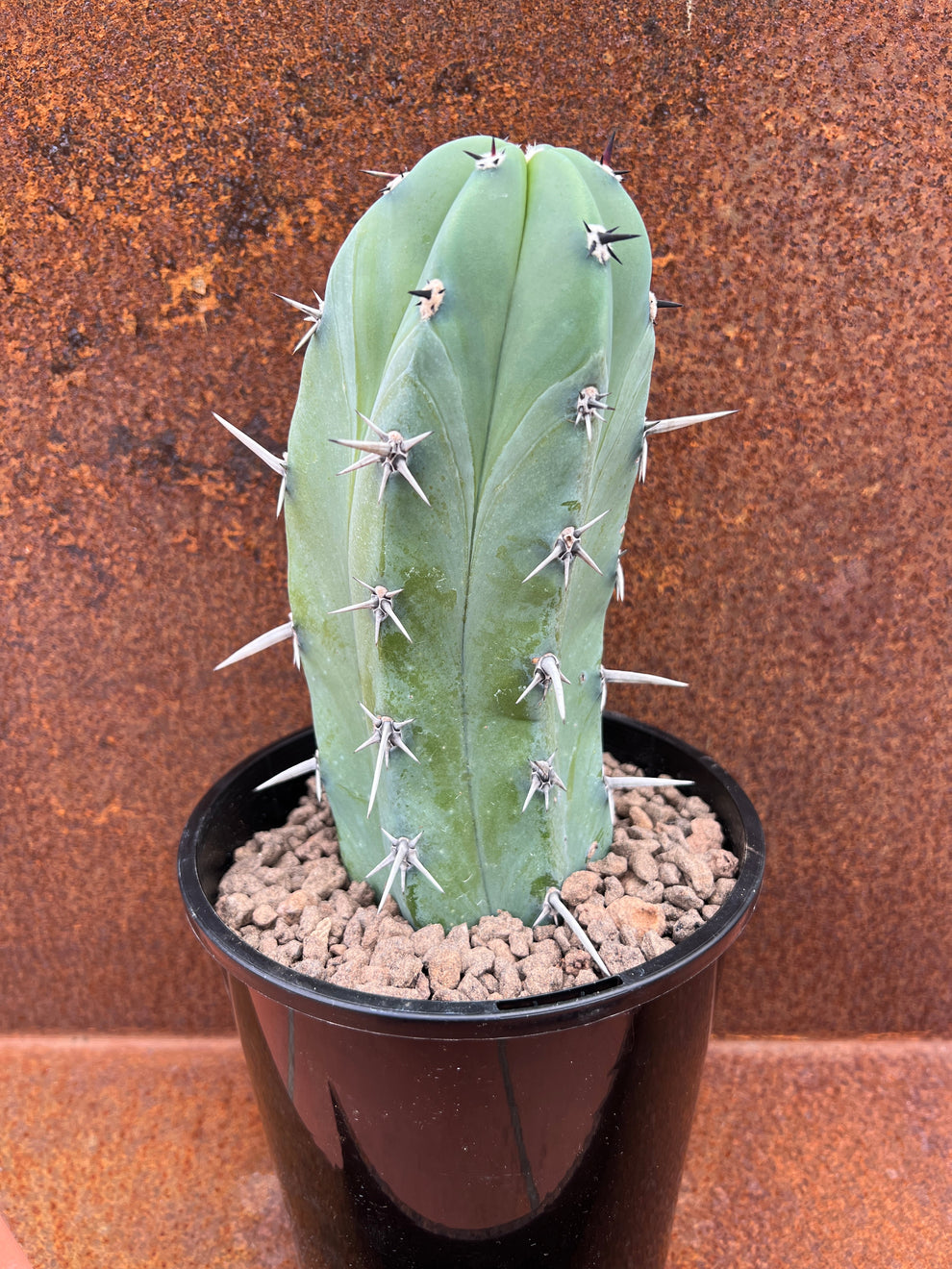 Myrtillocactus - 'Cochal' – Pete’s Perfect Plants